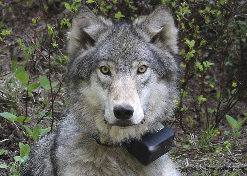 New idea for wolf reintroduction unveiled in advance of CPW meeting in ...